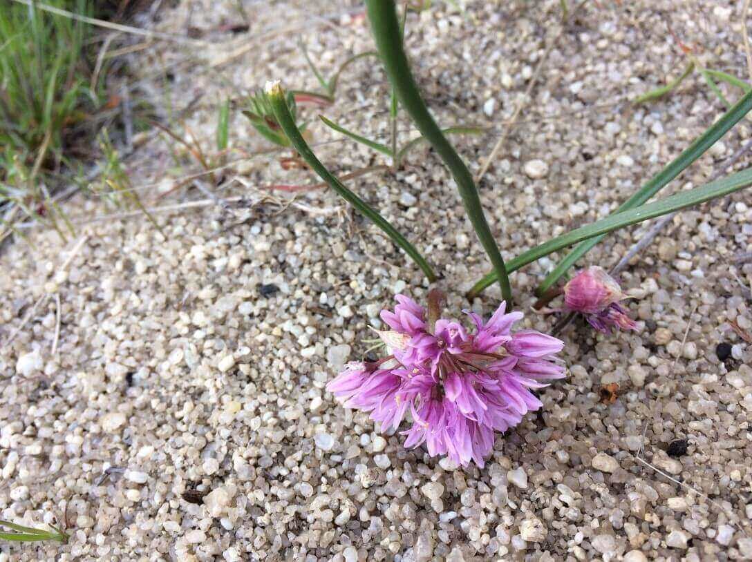 Rare Plants of the Boise Foothills | City of Boise
