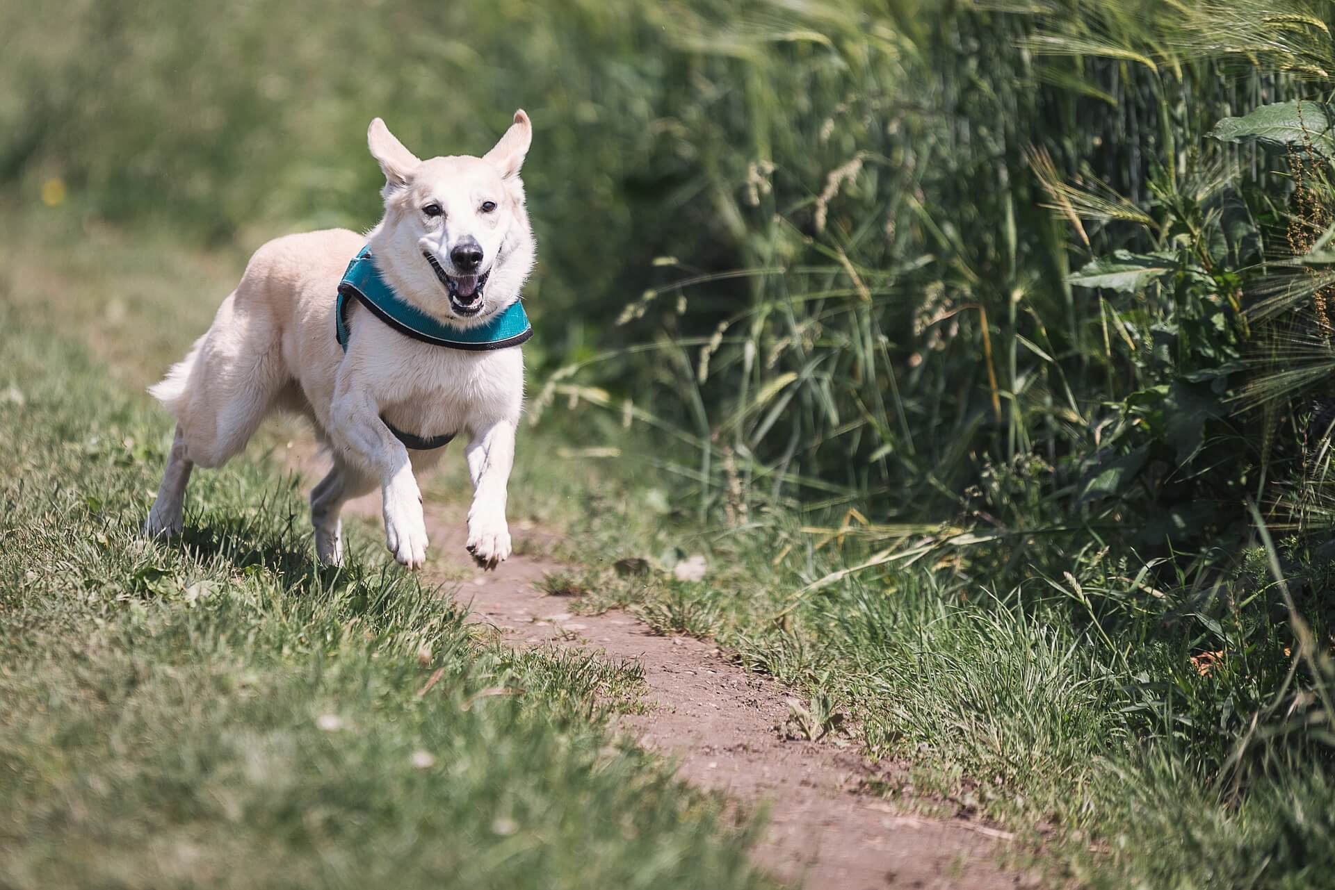 Seasonal Dog Off-Leash Program Ends Sunday, Feb. 28 in Two City Parks ... Seasonal Dog Off-Leash Program Ends Sunday, Feb. 28 in Two City Parks ...