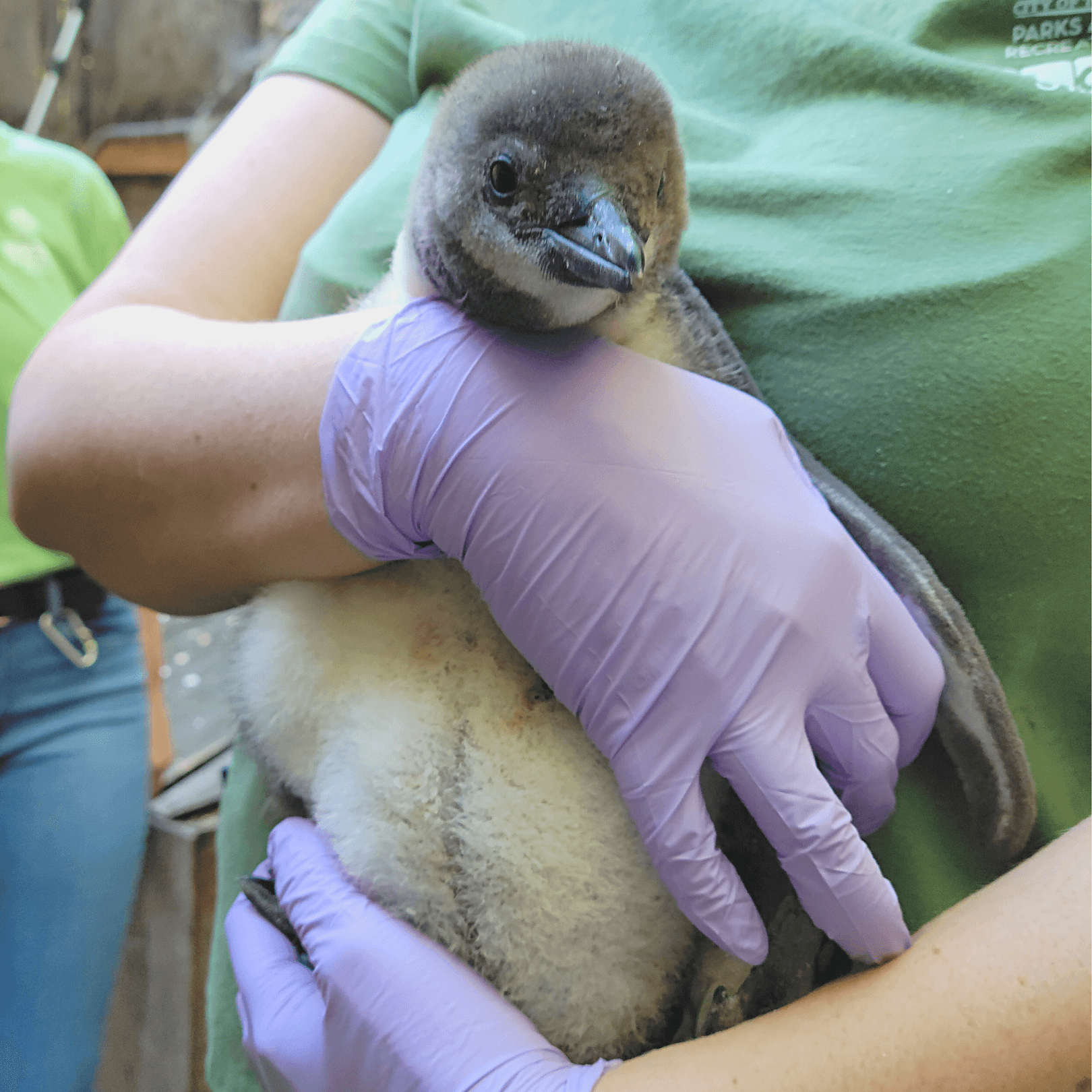 Baby Penguin Hatched at Zoo Boise | News | City of Boise