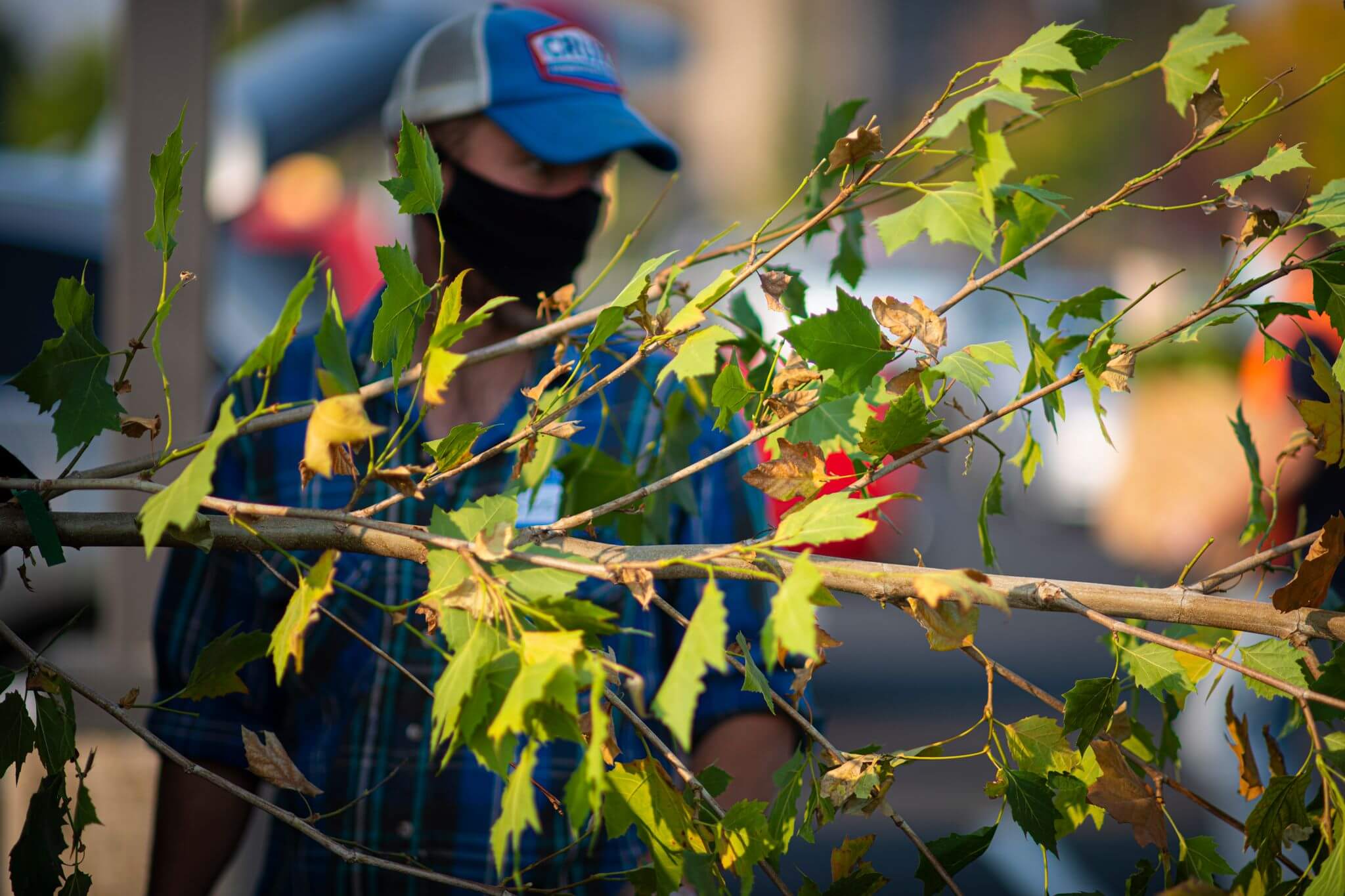 City of Trees Challenge Encourages Planting, Addresses Equity and ...