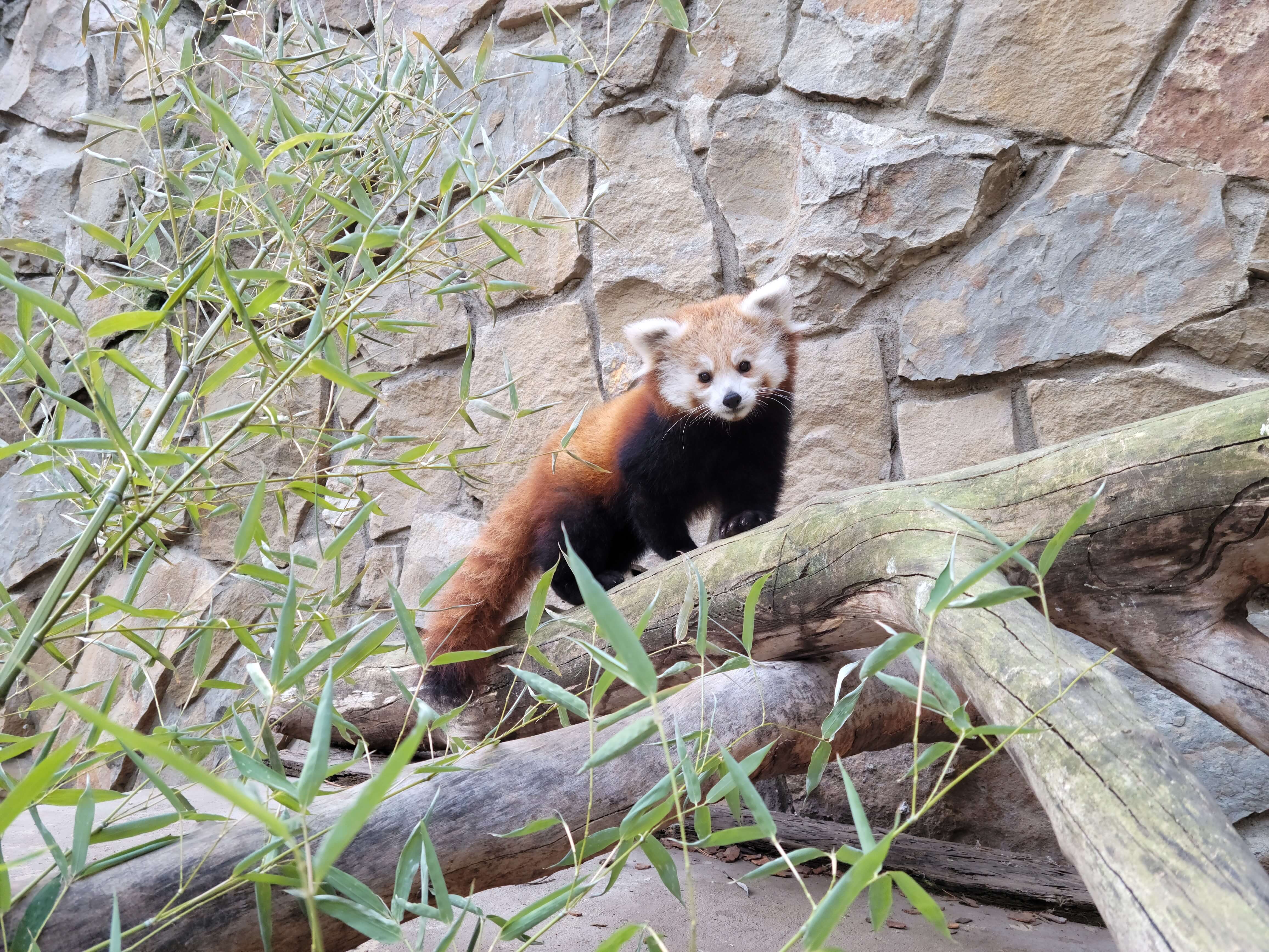 $2 Tuesdays Return to Zoo Boise in February | News | City of Boise