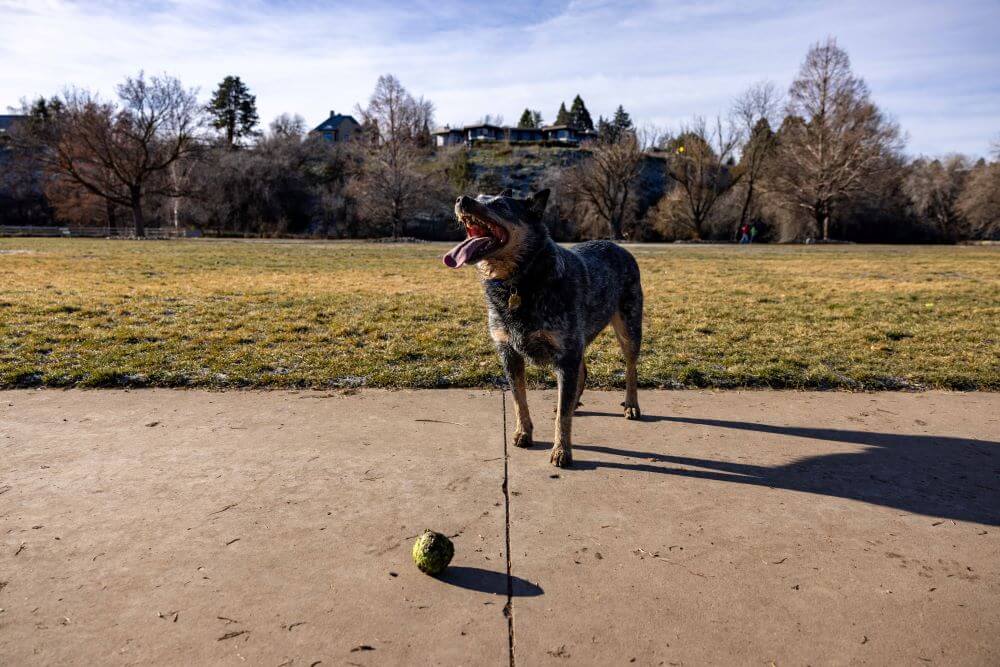 Boise’s Popular Dog Off-leash Program Returns to Three City Parks In ...