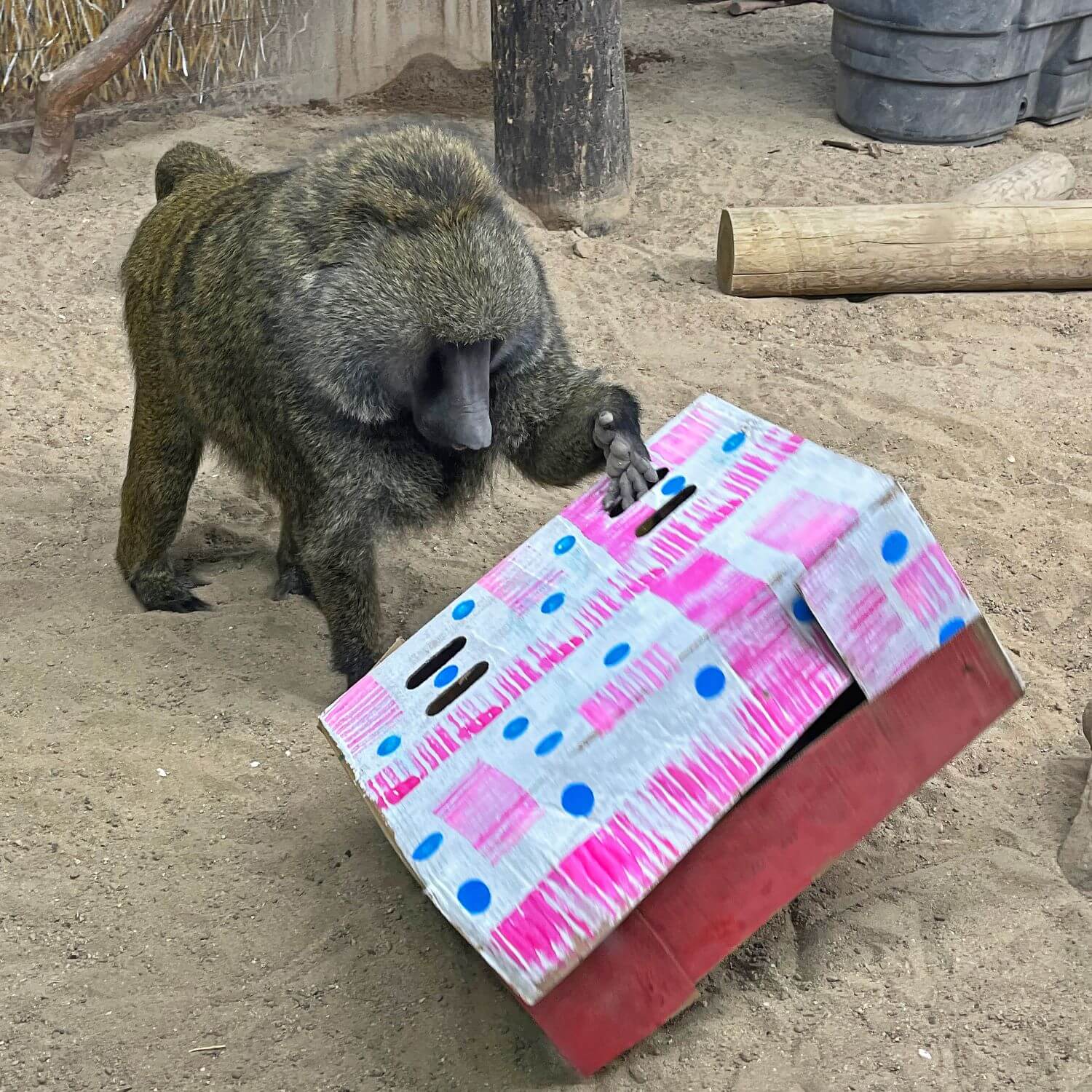 Zoo Boise Offering $3 Admission to Wrap Up 2024 | News | City of Boise